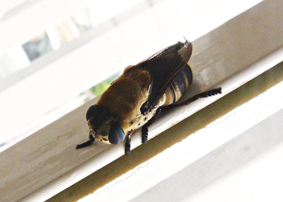 Squirrel Bot Fly | Project Noah