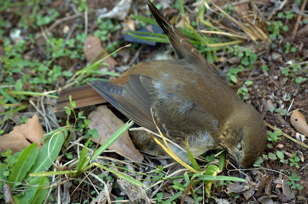 Hermit Thrush (dead) :( | Project Noah