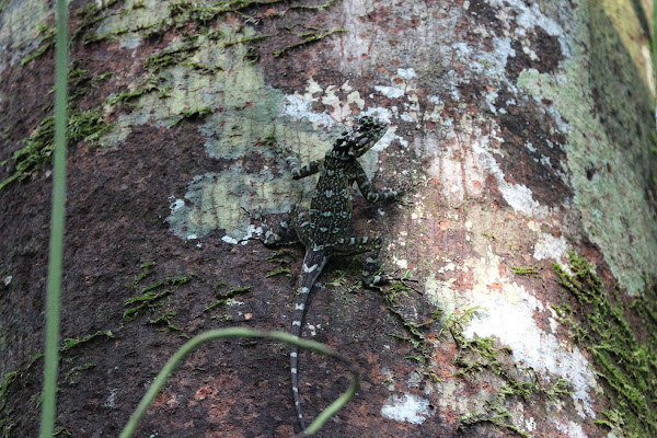 Collared Tree Runner | Project Noah