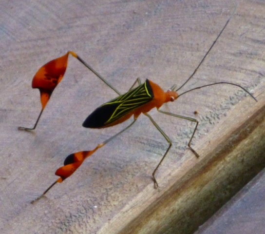 Flag-footed Bug | Project Noah