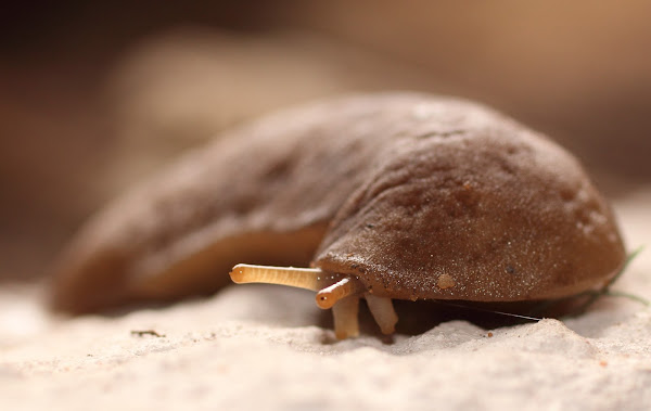 Brown Leather-back Slug | Project Noah