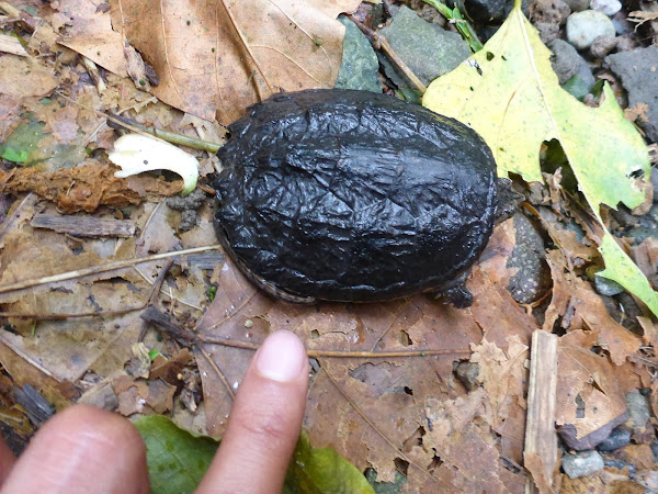 Common snapping turtle (juvenile) | Project Noah