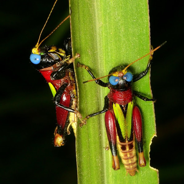 Blue-eyed Grasshopper | Project Noah