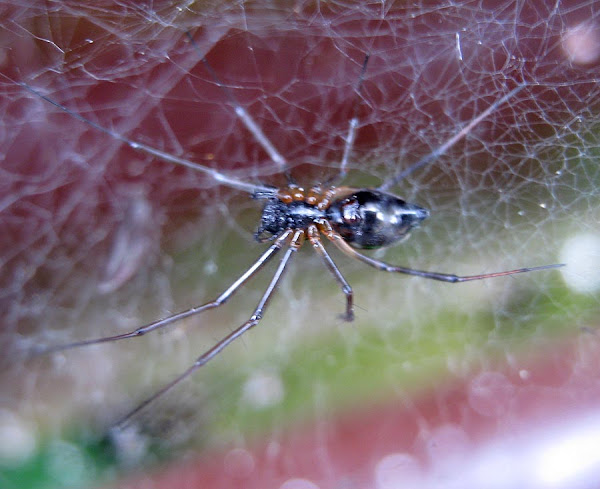 Mirror Spiders | Project Noah