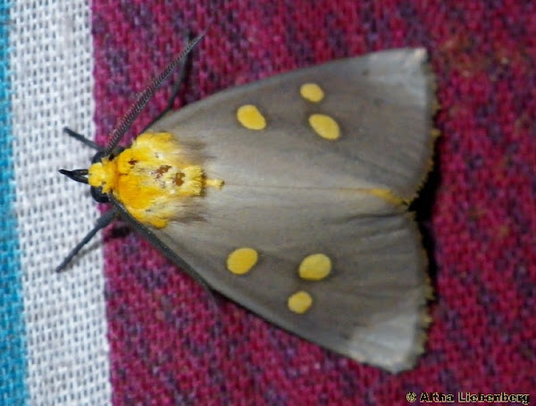 Dice Moth | Project Noah