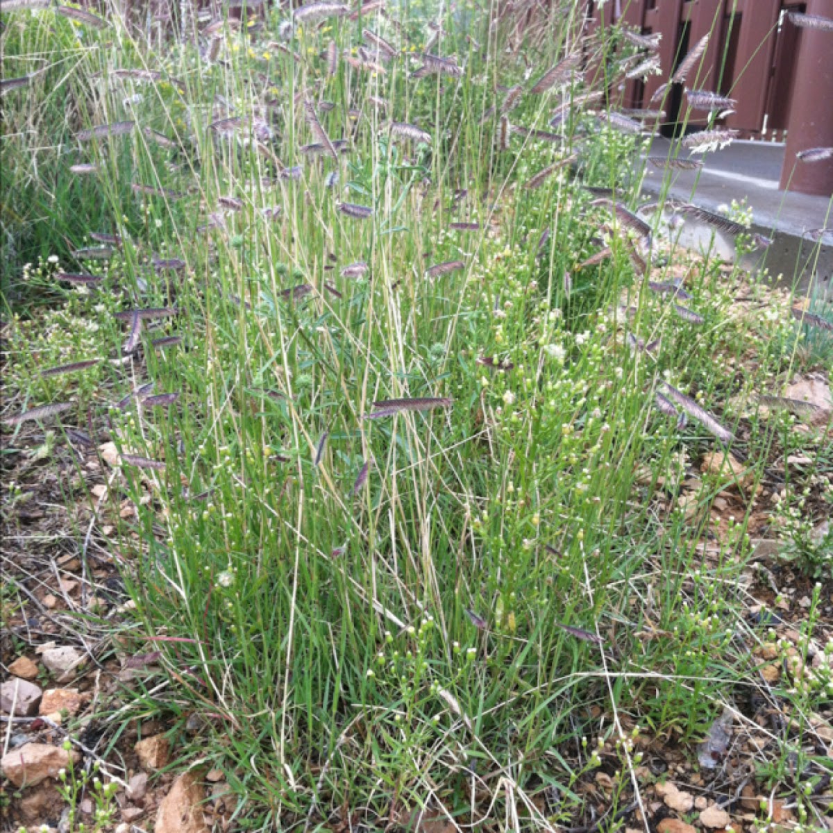 Blue gramma | Project Noah