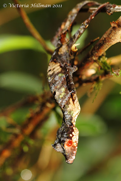 Satanic Leaf-tailed Gecko | Project Noah