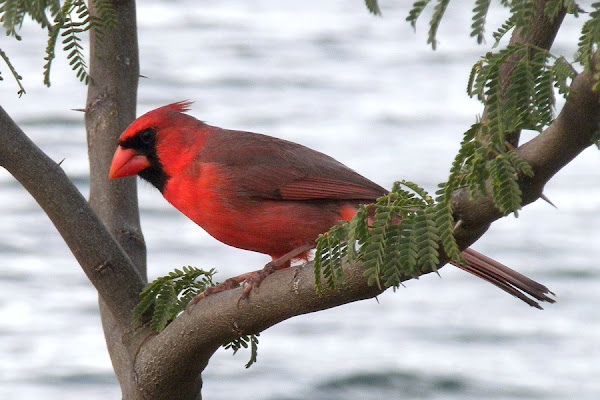 Northern Cardinal | Project Noah