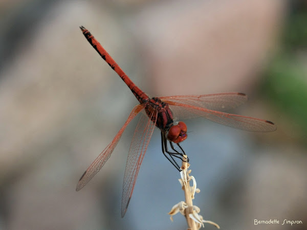 Slim Scarlet-darter | Project Noah