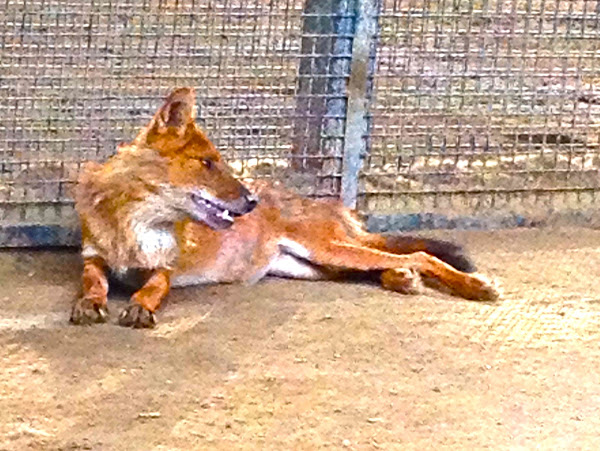 Dhole | Project Noah