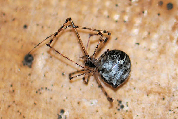False House Button Spider (maybe) | Project Noah