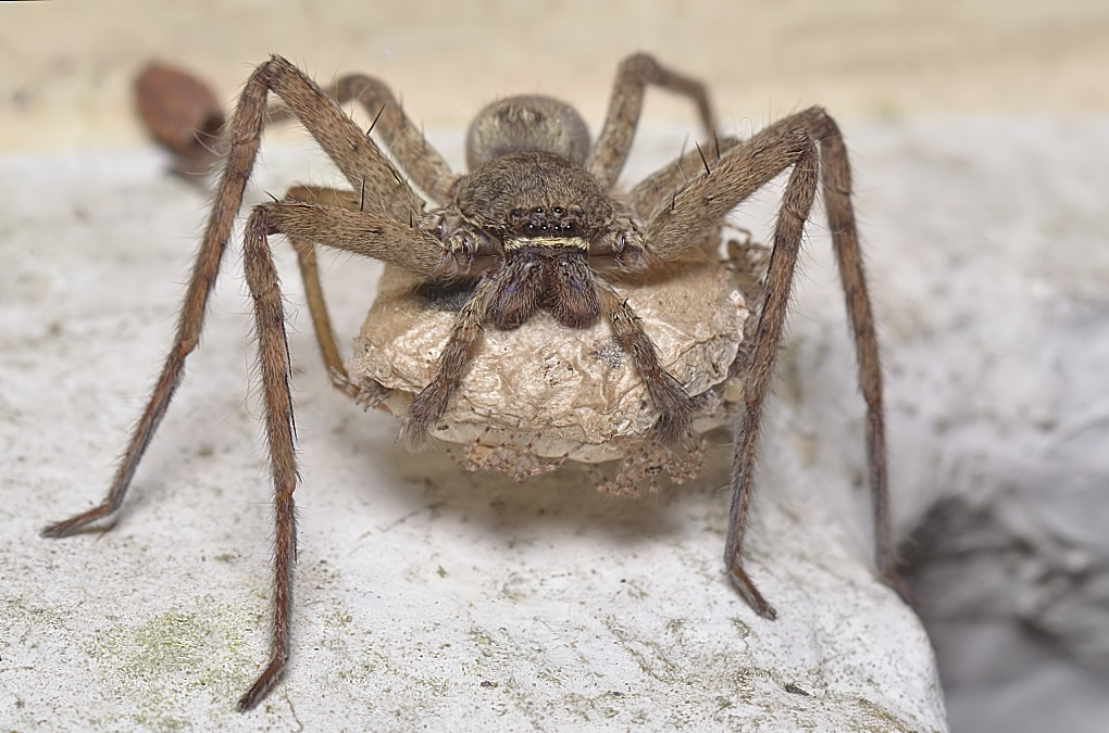 Brown huntsman spider Female | Project Noah
