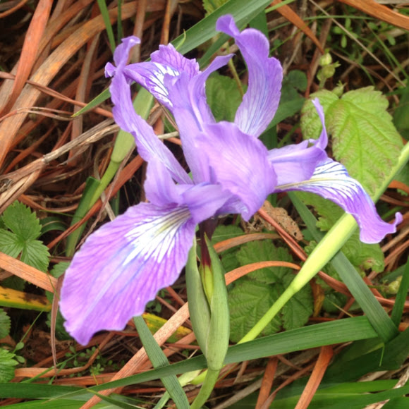 Douglas Iris | Project Noah