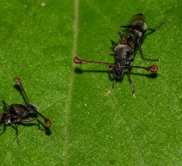 Stalk-eyed Fly | Project Noah