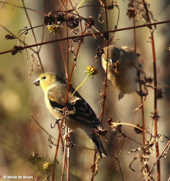 American goldfinch | Project Noah