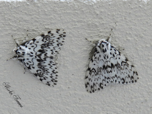 Lymantria monacha | Project Noah