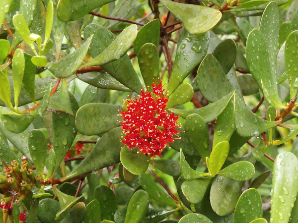 Teruntum Merah | Project Noah