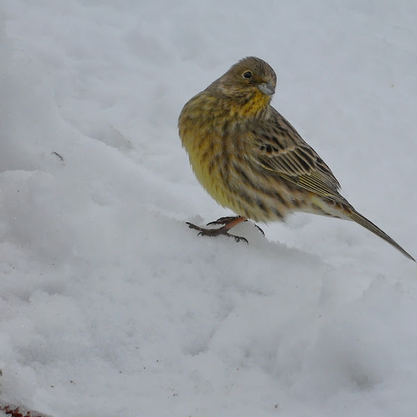 Birds of Romania | Project Noah