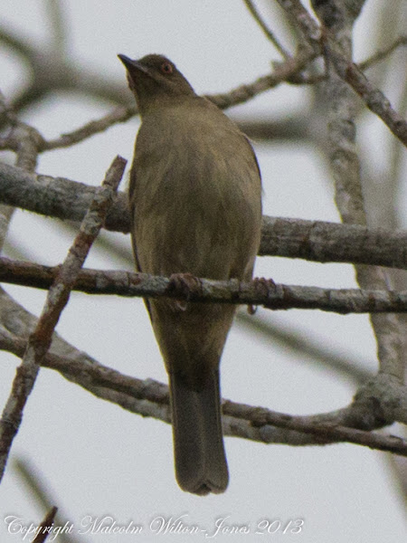 Red-eyed Bulbul | Project Noah