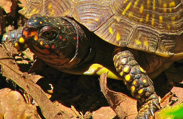 Three-toed Box Turtle | Project Noah