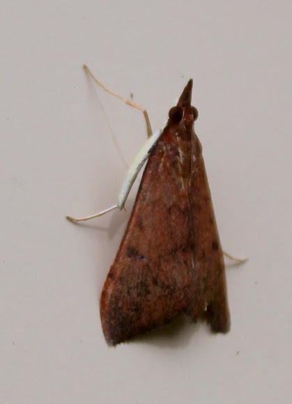 Tree lucerne moth | Project Noah