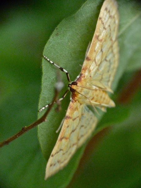 Ironweed root moth | Project Noah