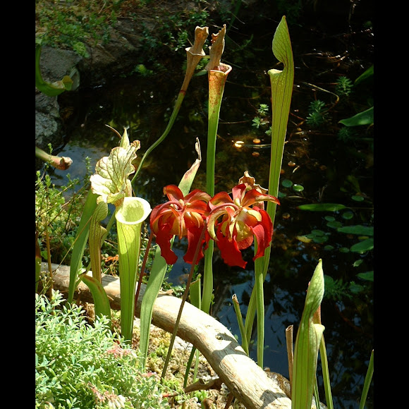 Pitcher Plant | Project Noah