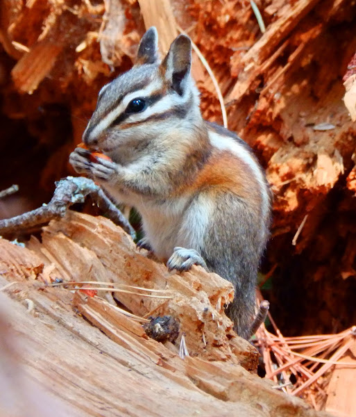 Lodgepole chipmunk? | Project Noah