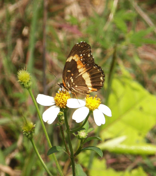 Bordered Patch | Project Noah