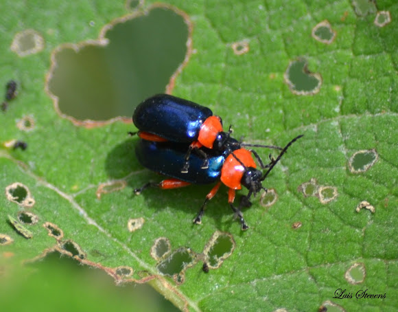 Shiny Flea Beetle | Project Noah