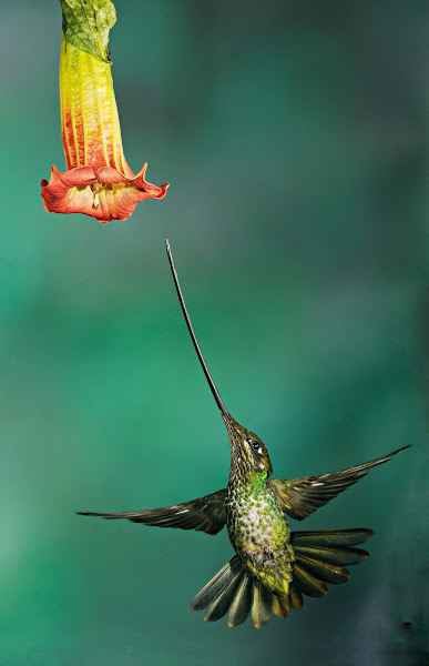 swordbill hummingbird | Project Noah