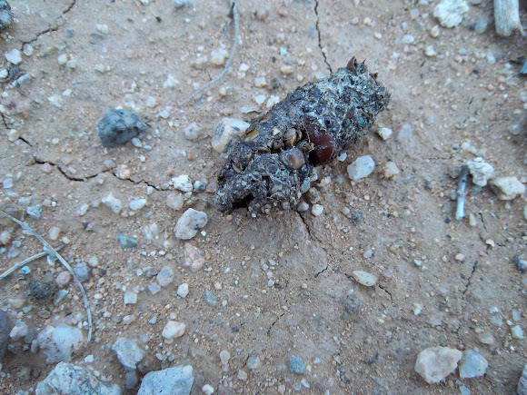 colorado river toad scat | Project Noah