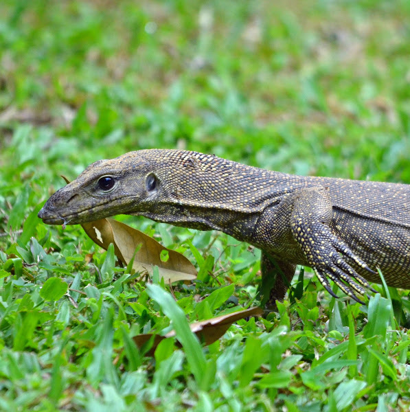 Clouded monitor | Project Noah