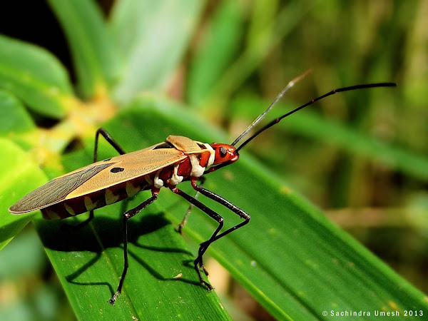 Lygaeid Bug | Project Noah