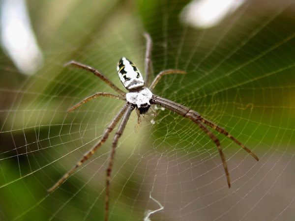 Grass Cross Spider | Project Noah