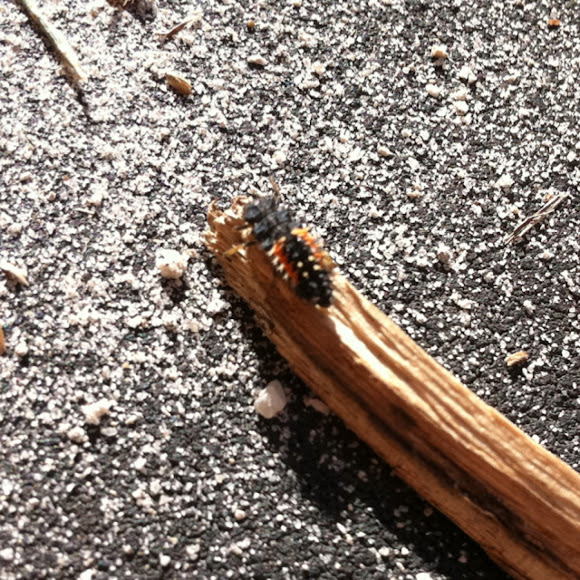 Multicolored Asian Lady Beetle Larva | Project Noah