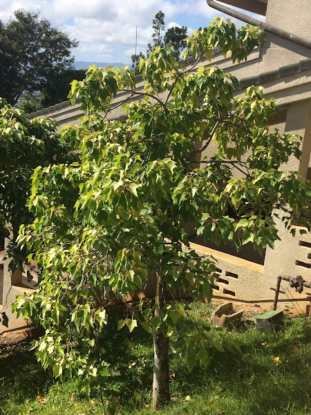 Kukui Nut Tree/Candlenut tree | Project Noah