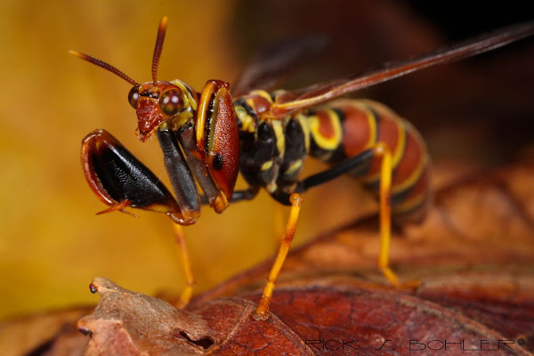 Wasp Mantidfly | Project Noah