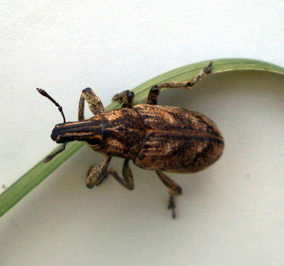 Pales Weevil | Project Noah