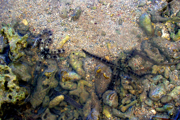 Brittle stars / Bintang Mengular | Project Noah