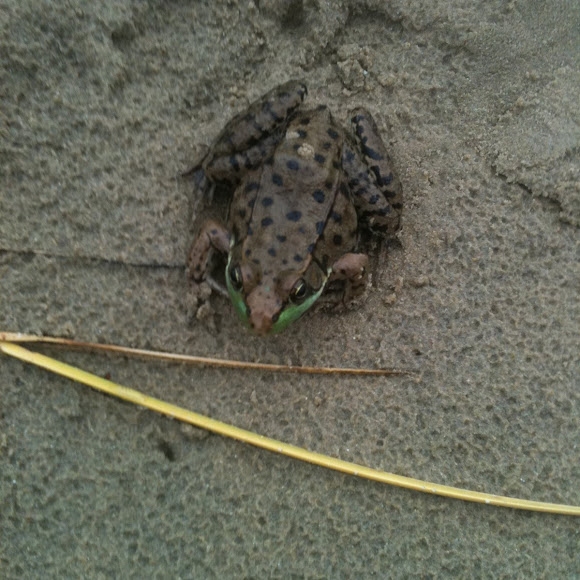 Green frog | Project Noah