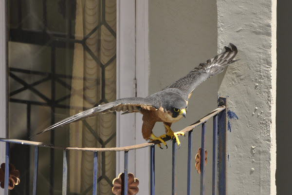 Shaheen Falcon | Project Noah