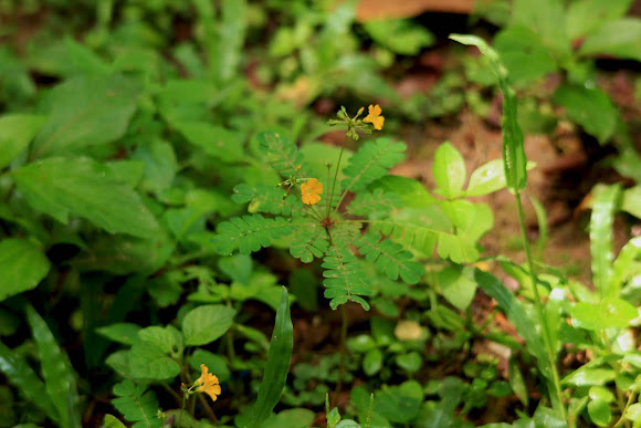 mukkutti | Project Noah