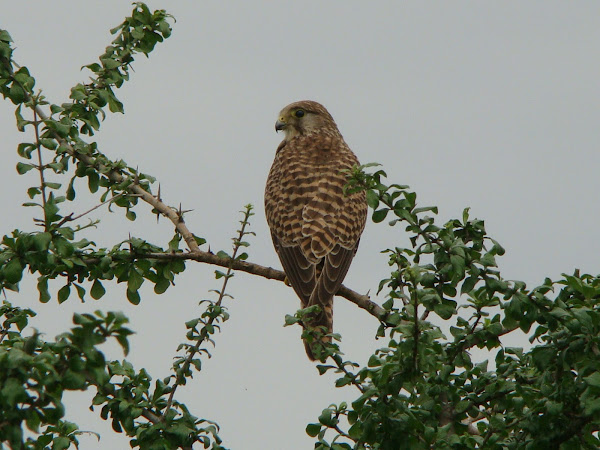 Common Kestrel / சிவப்ப வல்லூறு (Sivappu Valluru) | Project Noah