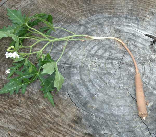 finger rot, 7 day itch | Project Noah