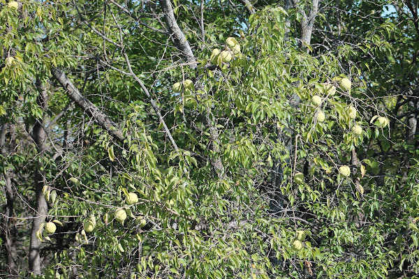 Osage Orange Tree - Hedgeapple | Project Noah