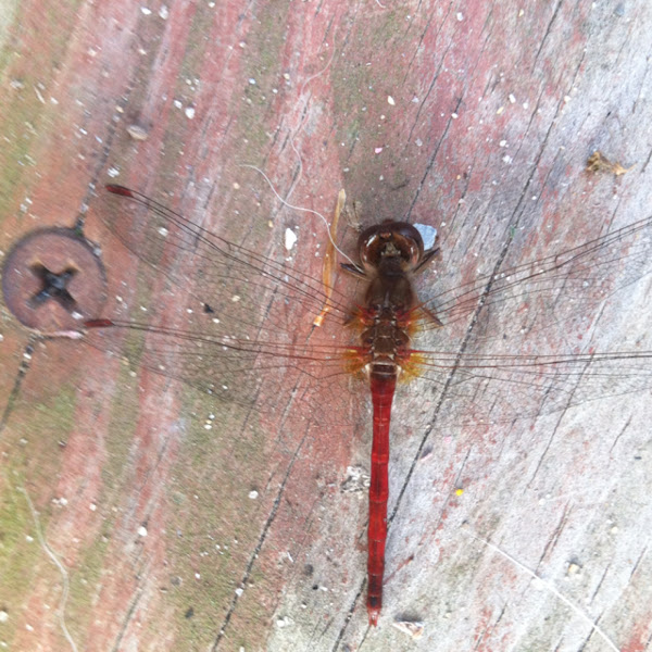 Scarlet skimmer? | Project Noah