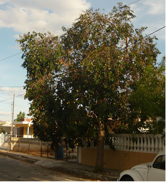 Caimito, cayumito | Project Noah