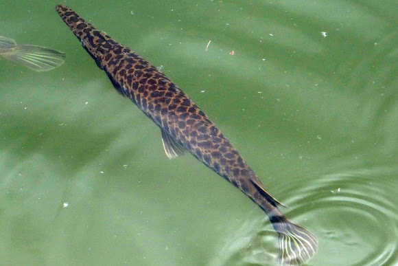 Florida Gar | Project Noah