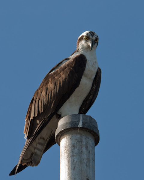 Osprey | Project Noah